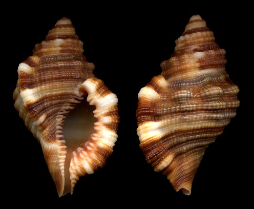 Cymatium (Monoplex) pileare (Linnaeus, 1758) Western Atlantic